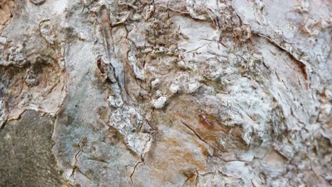 Tree Trunk Drawing Stock Videos – Royalty-Free HD & 4K Videos