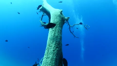 a tree trunk underwater ocean scenery of... | Stock Video | Pond5