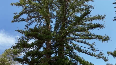 Two Bodies T Stock Videos – Royalty-Free HD & 4K Videos