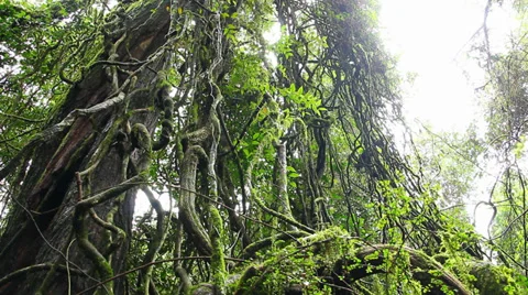 Tree Vines - Rainforest - Australian Lan... | Stock Video | Pond5