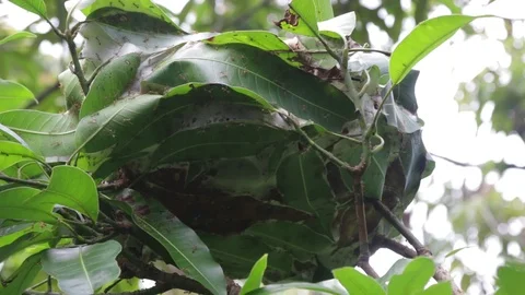 Tree weaver ant nest colony | Stock Video | Pond5