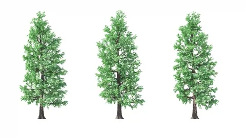 Tree on a white background with matte al... | Stock Video | Pond5