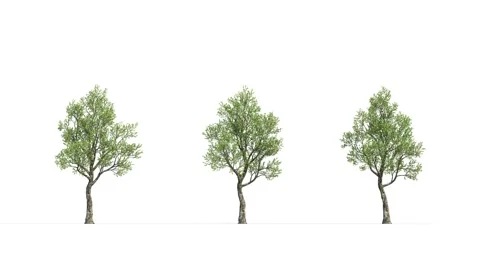 Tree Alpha Stock Videos – Royalty-Free HD & 4K Videos