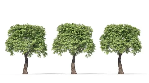 Tree on a white background with matte al... | Stock Video | Pond5