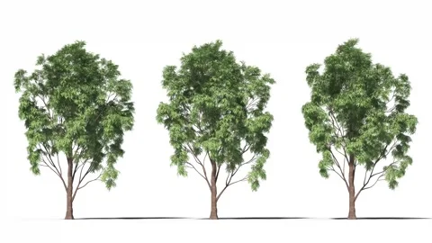 Tree Alpha Stock Video Footage | Royalty Free Tree Alpha Videos | Pond5