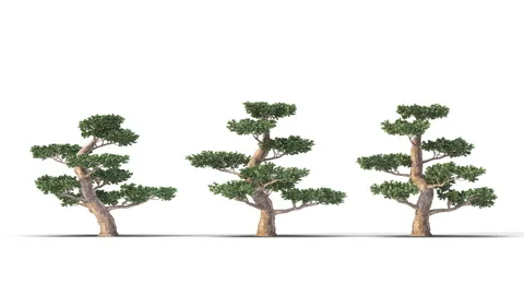 Tree on a white background with matte al... | Stock Video | Pond5