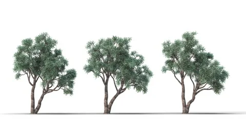 Tree on a white background with matte al... | Stock Video | Pond5