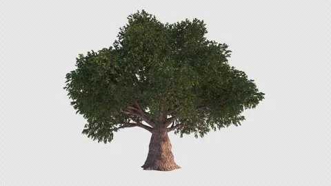 Tree In The Wind Loopable Alpha Channel | Stock Video | Pond5