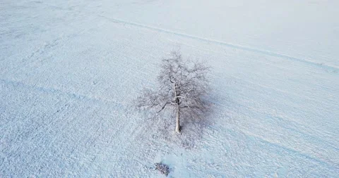 Sad Winter Tree Stock Videos – Royalty-Free HD & 4K Videos