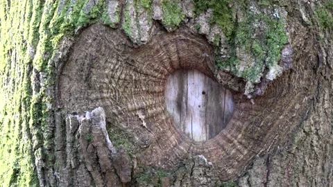 Tree wound on deciduous tree in forest, ... | Stock Video | Pond5