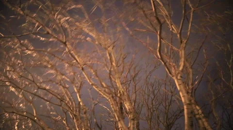 trees bending and swaying in a gale forc... | Stock Video | Pond5