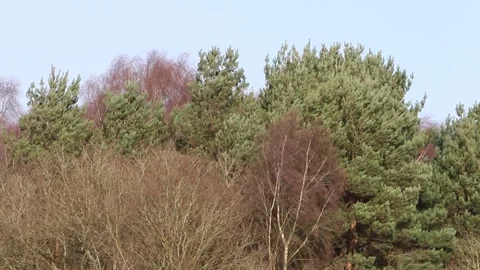Trees blowing in strong wind during Stor... | Stock Video | Pond5