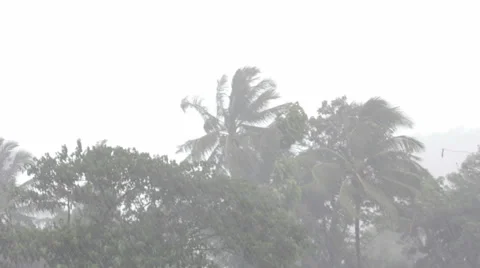 Trees Blowing Stock Videos – Royalty-Free HD & 4K Videos | Pond5