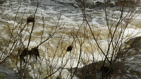 Shake A Branch Stock Video Footage | Royalty Free Shake A Branch Videos ...