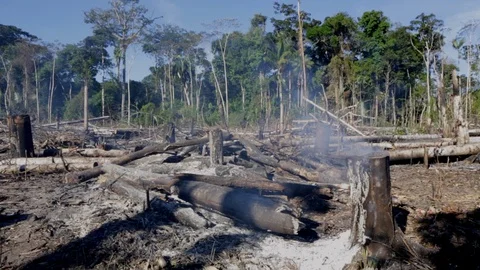 Trees burning on deforestation fire in t... | Stock Video | Pond5