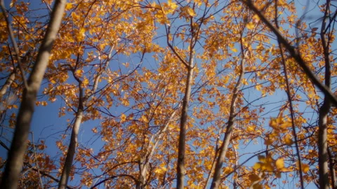 Trees covered with fall foliage colors | Stock Video | Pond5