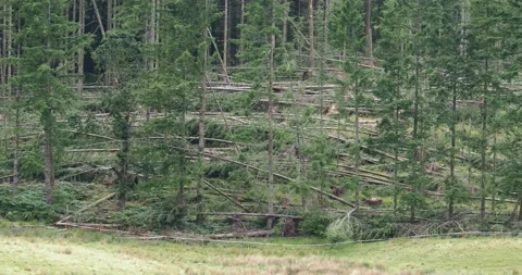 Trees flattened by storm Arwen in Grized... | Stock Video | Pond5