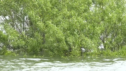 Trees in Flood With Rising Water Level | Stock Video | Pond5