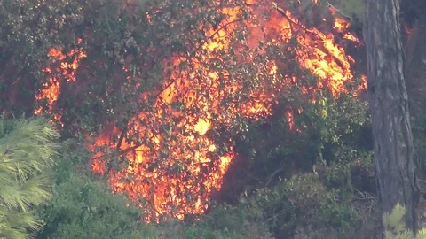 Trees in forest and brush catch fire and... | Stock Video | Pond5