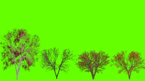 Trees On Green Screen Background 4K. | Stock Video | Pond5