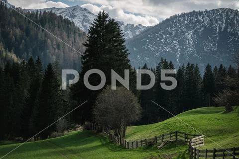 The trees line this path through the grassy field toward a mountain ...