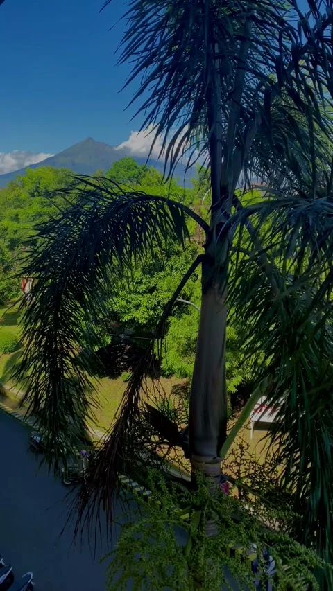 trees in the morning with the wind blowi... | Stock Video | Pond5