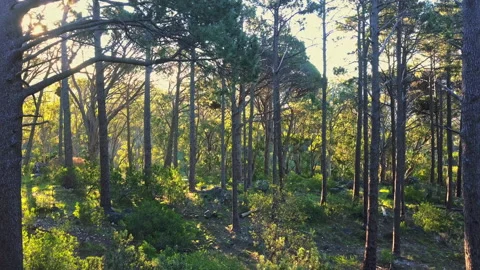 Play With Our Stock Videos – Royalty-Free HD & 4K Videos