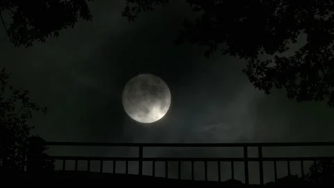 Trees Railing Silhouette Nature Outdoors... | Stock Video | Pond5