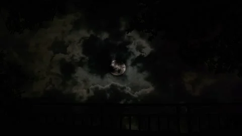 Trees Railing Silhouette Nature Outdoors... | Stock Video | Pond5