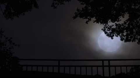 Trees Railing Silhouette Nature Outdoors... | Stock Video | Pond5