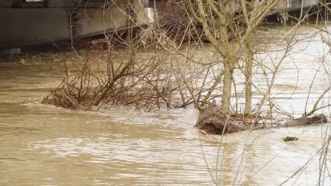 Trees standing in water during a flood. ... | Stock Video | Pond5