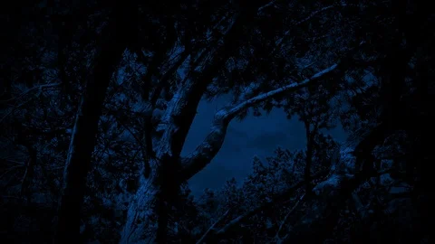 Wind Trees Night Stock Footage ~ Royalty Free Stock Videos | Pond5