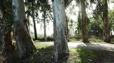 Trees With the Sun Rays Through the Foli... | Stock Video | Pond5