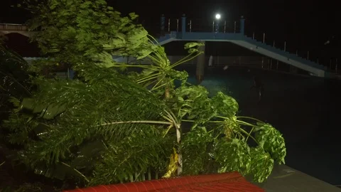 Wind Trees Night Stock Footage ~ Royalty Free Stock Videos | Pond5