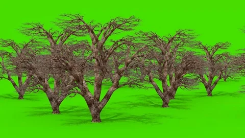 Green Screen Trees Stock Footage ~ Royalty Free Stock Videos | Pond5
