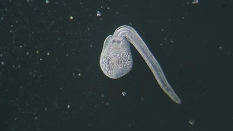 Trematode parasitic worm is escaping lea... | Stock Video | Pond5