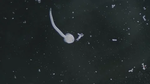 Trematode parasitic worm is escaping lea... | Stock Video | Pond5