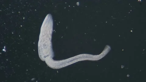 Trematode parasitic worm is escaping lea... | Stock Video | Pond5