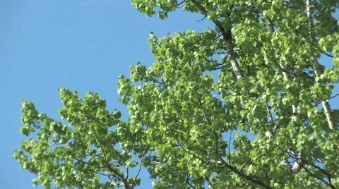 Leaves Shimmer Tremble Trembling Tree Poplar Shaking Round Leaves Stock ...