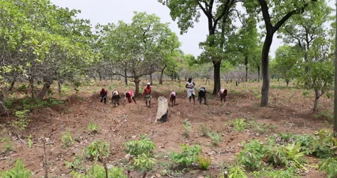 Tribal women planting ground nuts peanut... | Stock Video | Pond5
