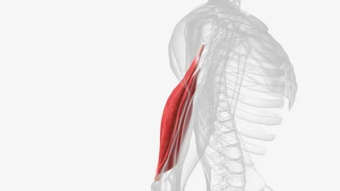 Triceps Brachii Muscle Stock Videos – Royalty-Free HD & 4K Videos