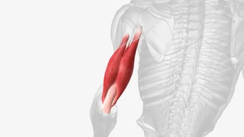 triceps brachii muscle, often referred t... | Stock Video | Pond5