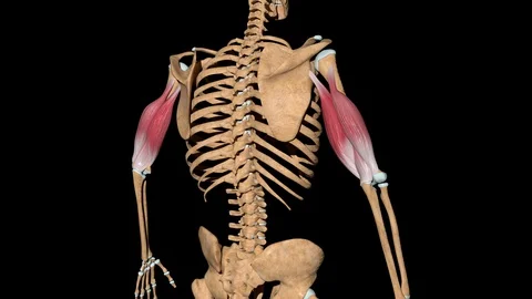Triceps Muscles on Skeleton | Stock Video | Pond5