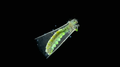 Trichoptera larva under microscope, fami... | Stock Video | Pond5