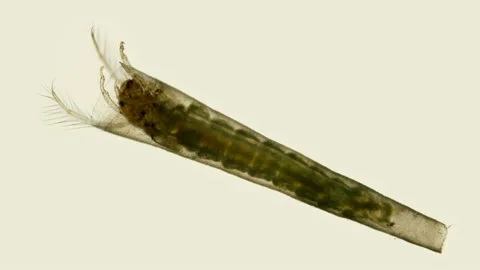 Trichoptera larvae under the microscope | Stock Video | Pond5