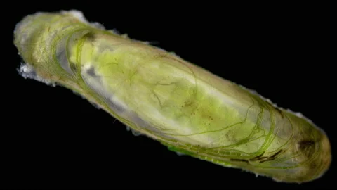 Pupa Stock Videos – Royalty-Free HD & 4K Videos