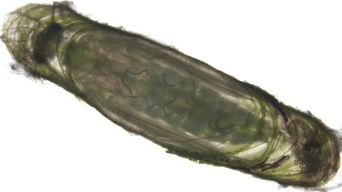 Pupa Stock Videos – Royalty-Free HD & 4K Videos