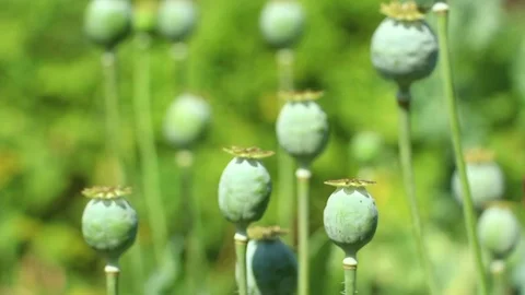 Picture Of Tripl Stock Videos – Royalty-Free HD & 4K Videos | Pond5