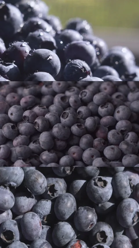 Triple vertical collage Blueberry backgr... | Stock Video | Pond5