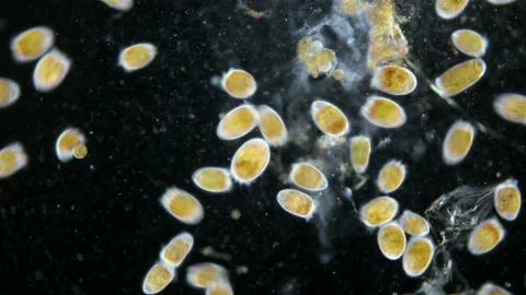 Trochophore larvae under a microscope, p... | Stock Video | Pond5